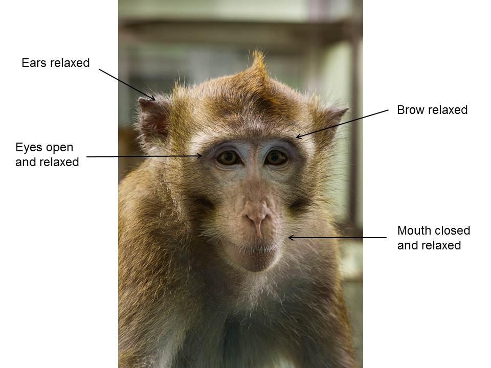 Behaviour | Macaques